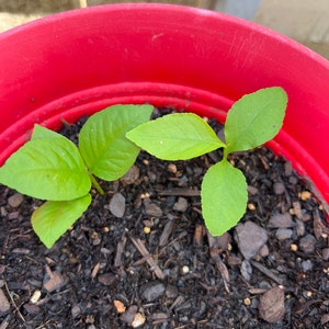 Dry Turmeric Root Cut , Organic Dried Herb Curcuma Longa , Turmeric ...