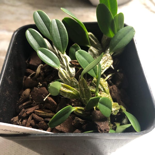 Rlc. Sung Ya Green 'mailman' 2.5 Pot - Etsy