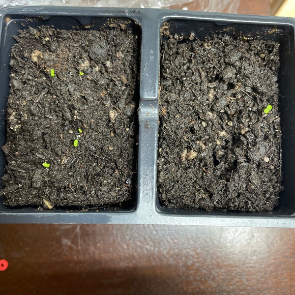 Wormwood, Absinthe - Artemisia Absinthium -- Medicinal Herb - Seeds - Etsy