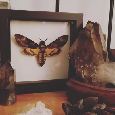 Real Mounted Death Head Moth Taxidermy Display UV Blocking Glass - Etsy