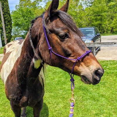THIN Rope Halters Mini Halter Trail Halter - Etsy