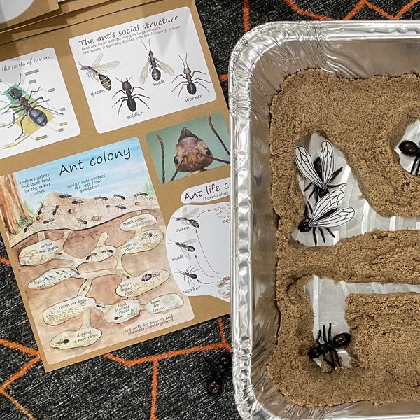 Ant Life Cycle Watercolor Printables: Colony, Social Structure (digital ...
