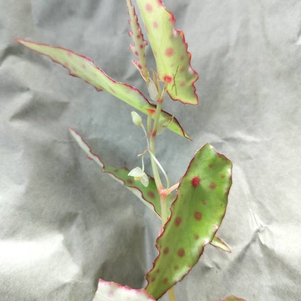 Kei Yoki African Violet Starter Plant ALL PLANTS Require You to ...