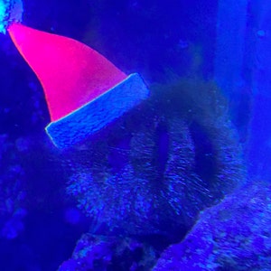 Sea Urchin Hat 6 Pack Top Hat, Crown, Cap, Magician Hat, French Cap ...