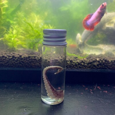 Atlas Moth, Framed Taxidermy Moth Display, Insect Wall Art, Natural ...