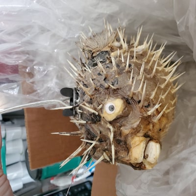 7-10 Hanging Light Puffer Fish Real Blowfish Lamp Taxidermy Animal ...