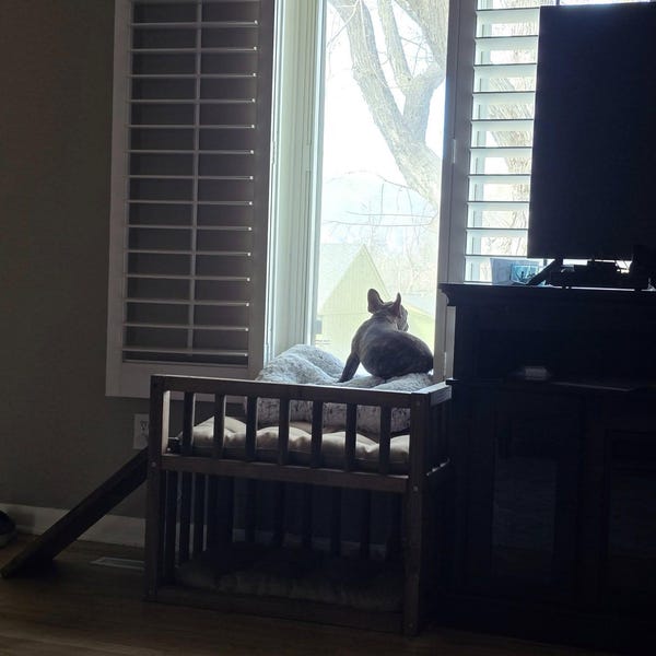 Gifts for Pets -elevated Dog Bed Furniture, Raised Dog Bed, Dog Ramp ...