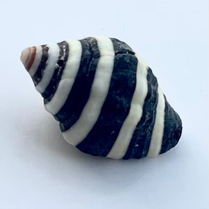 White Indian Volute Melon Shell 67 1 PC Large - Etsy