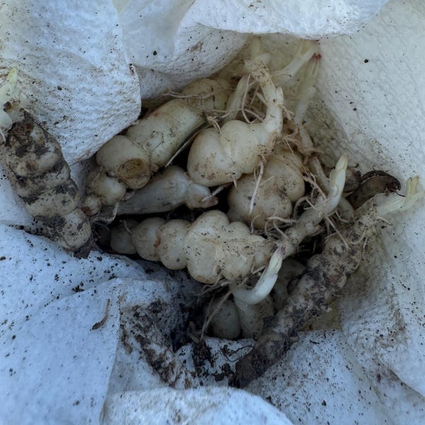 High Quality Sheet Moss/brocade Moss (hypnum Imponens ) WASHED, No Bugs ...