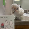 Bird Loafs Sticker Sheets - Etsy