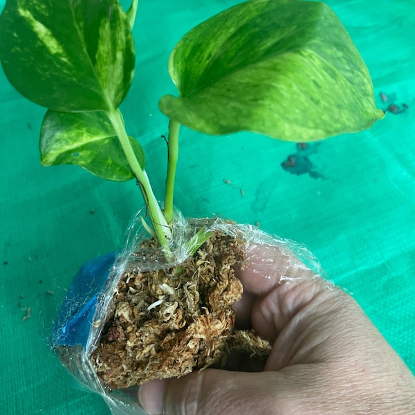 RARE “happy Day” - Japanese Pothos From Central Flower Nursery - Etsy
