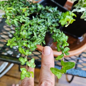 Miniature Abundance English Ivy 2.5 Pot Terrarium/fairy Garden/house ...