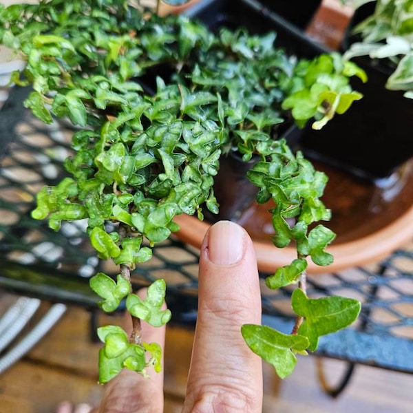 Miniature Abundance English Ivy - 2.5" Pot - Terrarium/fairy Garden ...