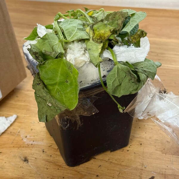 Ash Gourd Plant in 4 Inch Pot, Live Long Winter Melon Plants Potted ...