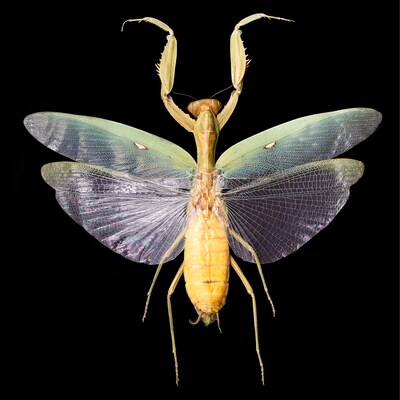 Pyrops Candelaria Unmounted Green Yellow Lanternfly Real - Etsy