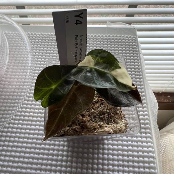 Mini Totem Insert for Orchidbox Mini Greatly Improves Interior ...