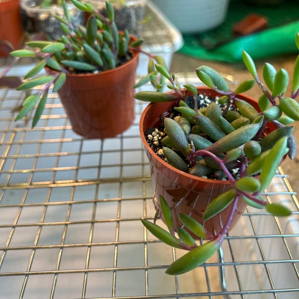 Ruby Necklace, String of Rubies, Little Pickles, Othonna Capensis ...