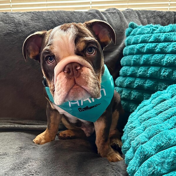 George Russell Formula 1 Teddy Bear Perfect Gift for Mercedes AMG ...