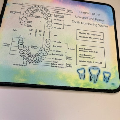 Tooth Numbering Diagram Mouse Pad for Dental Offices & Students. Tooth ...
