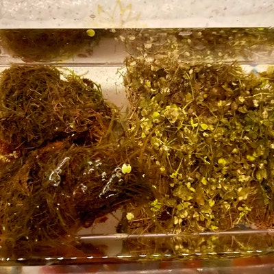 4 Fish Tank Decal Stickers Aquarium Gifts Laptop Hobby Vinyl - Etsy