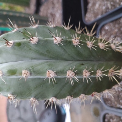 Pachycereus Pecten-aboriginum Indian Comb Cactus - Etsy