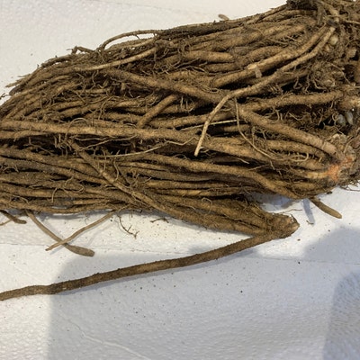 Ranunculus Aviv Rose Buy 4 Get 1 Free - Etsy