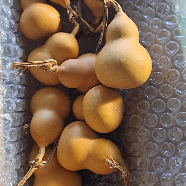 Preserved Lycopodium Grass Bundledried Grass Bunchdiy Craft Grass ...