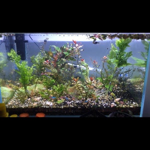 25 Aquarium Plants Aquatic Tropical Fish Tank Live Plants Plant - Etsy