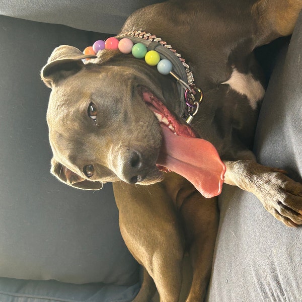 Candy Necklace | Beaded Dog Collar, Pastel Rainbow Pet Fashion - Etsy