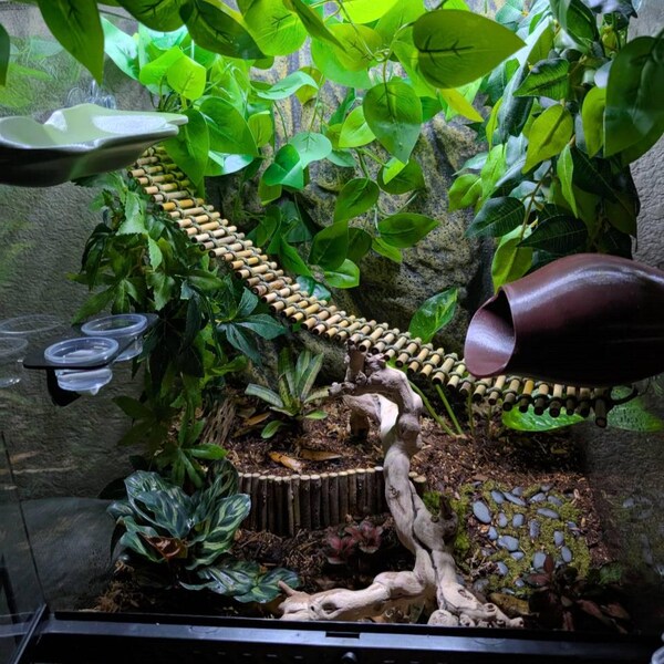 Bamboo Bridge - 2.5" Width - (perfect for Young Crested Geckos, Tree ...
