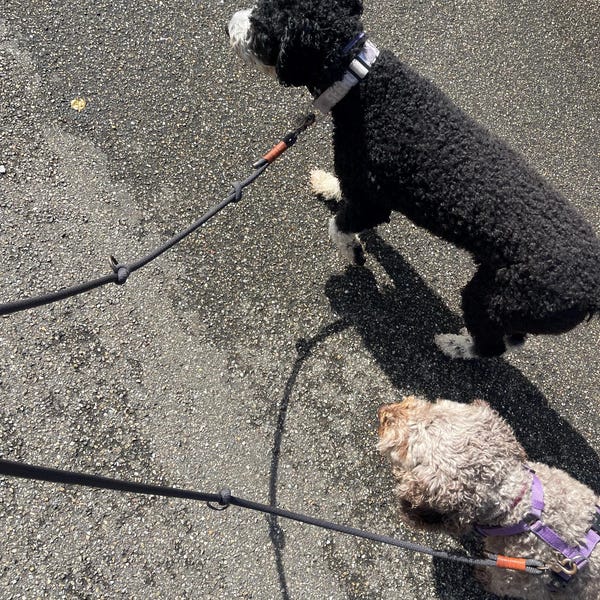 3-way Adjustable Rope Leash, Dog Leash, Guide Leash, Dog Accessories ...