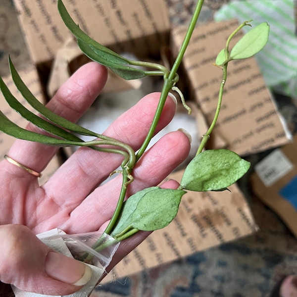 Curly Locks Orchid Epiphytic Cactus | Epiphyllum Guatemalense Monstrose ...