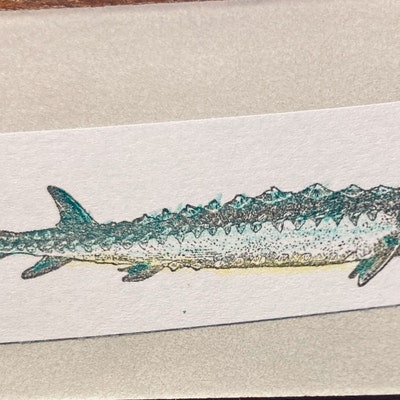 St James Cockle Seashell Rubber Stamp - Etsy