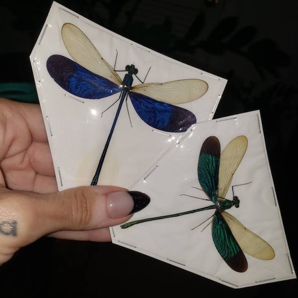 Green Metalwing Damselfly, Neurobasis Chinensis Florida, Mounted ...