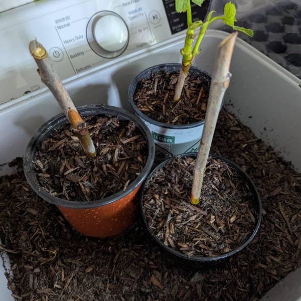 Washingtonia Robusta, Mexican Fan Palm, the Skyduster Palm, Fast ...