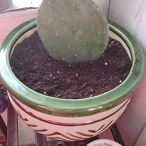 6 Spineless Thornless Edible Nopales Prickly Pear Cactus Pads - Etsy