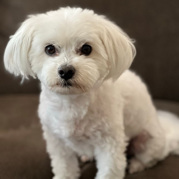 Frisbee for Dog Soft Dog Toy Gift for New Dog Tough Dog Toy Soft Puppy Toy for Fetch Fun Dog ...