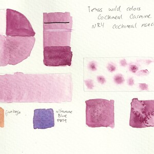 Deluxe 12 Wild Pigment Collection in Special Gift Box - Etsy