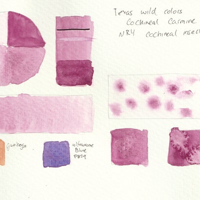 Deluxe 12 Wild Pigment Collection in Special Gift Box - Etsy