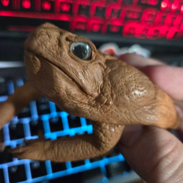 Cane Toad Coin Purse - Etsy