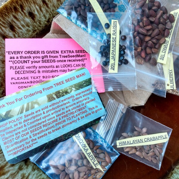 Himalayan Crabapple Tree Seeds (MALUS BACCATA Var. Himalaica) - Etsy