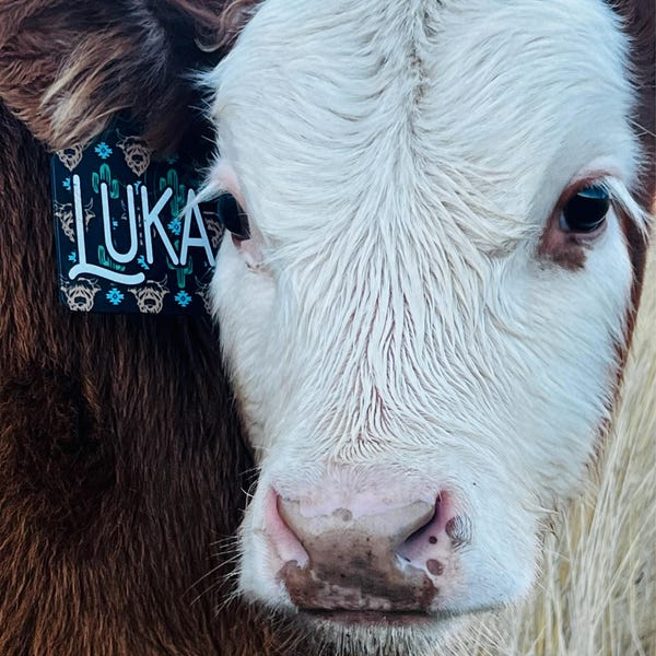 Custom Cattle Ear Tag - UV Printed Full Color Weatherproof ...
