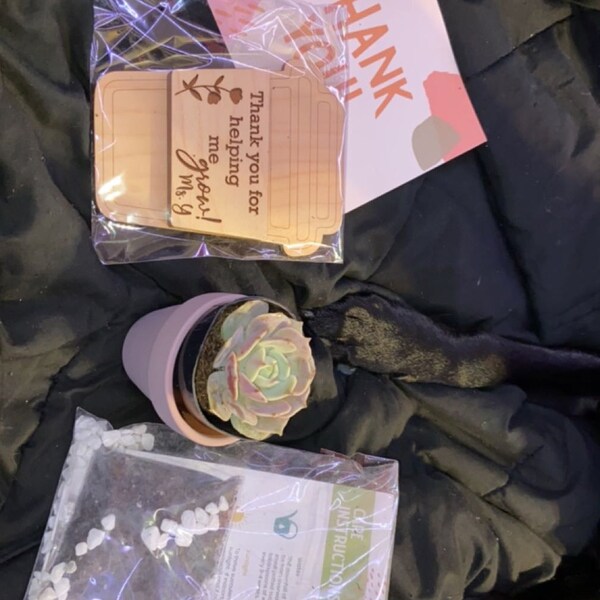 Teacher Appreciation Succulent Plant Gift Box: Thank You for Helping Me ...