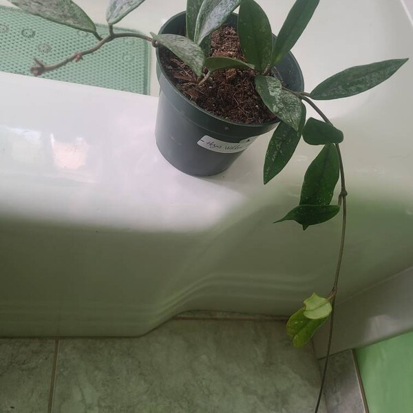Hoya Mathilde in 8”pot, W/20+ Peduncles - Rare Hoya - Wax Plant ...