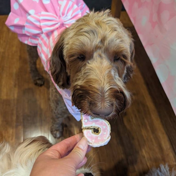 Beautiful Pink Sequinned Tu Tu Dog Dress for Small Breed Dogs Designer ...
