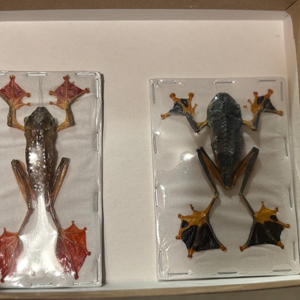 Pyrops Astarte white, Unmounted, Real Lanternfly, Entomology, Insect ...