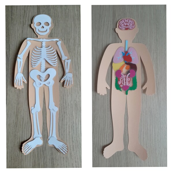 Human Anatomy SVG, Human Anatomy Cut Files, Skeleton Cut File, Home ...