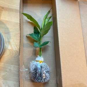 Thai Ginger Plant Alpinia Galanga Ginger Plants to Grow Live Starter ...