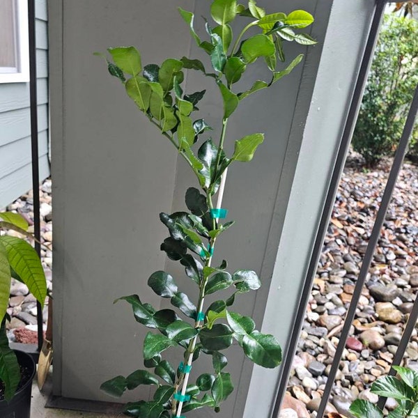 Kaffir Lime Tree - Citrus Hystrix Makrut in Half Gal Pot, No Shipping ...