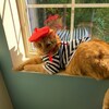 Complete French Cat Outfit Cat Beret, Ascot and Striped Shirt Pet ...
